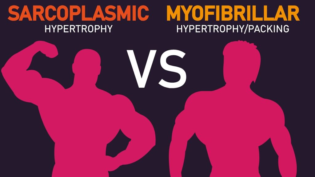 Myofibrillar vs. Sarcoplasmic Hypertrophy - MuscleGainPro